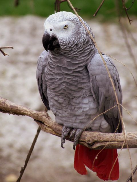 African Grey Parrot – Parrot Hub