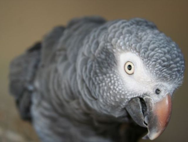 African Grey Screaming – Parrot Hub