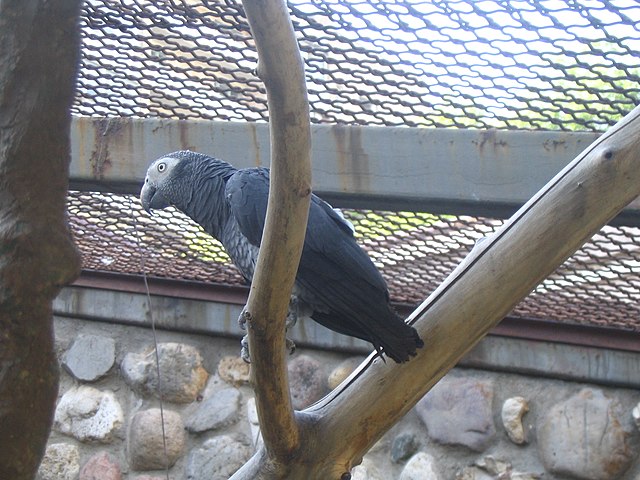 Timneh African Grey Parrots – Parrot Hub
