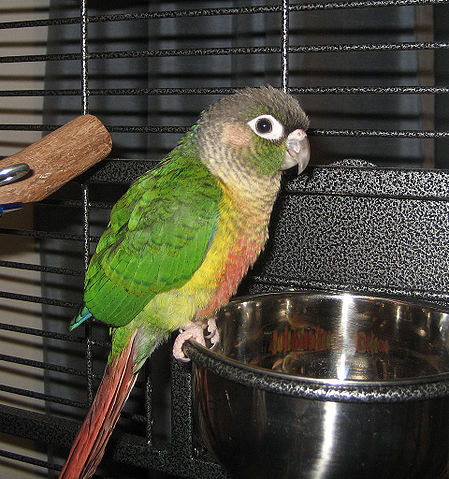 Green Cheek Conure Diet and Cage – Parrot Hub