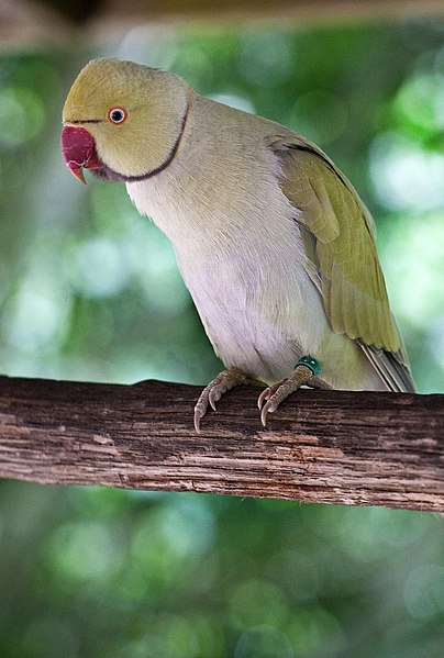 Indian Ringneck Parakeet – Parrot Hub