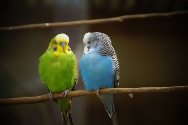 Tips for Keeping Parakeets as Pets – Parrot Hub