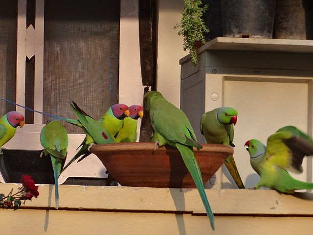 How To Care for a Parakeet – Parrot Hub