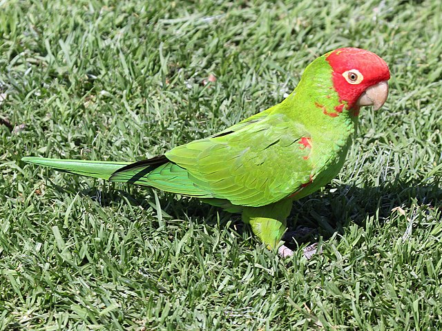Cherry Head Conure – Parrot Hub