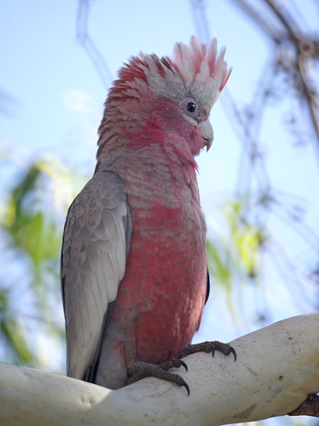 Rose-Breasted Cockatoo – Parrot Hub