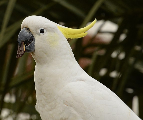 Sulphur-Crested Cockatoo Behavior – Parrot Hub