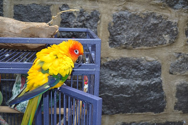 Sun Conure – Parrot Hub