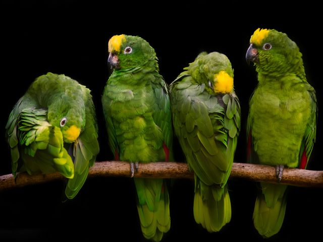 Yellow-Crowned Amazon – Parrot Hub