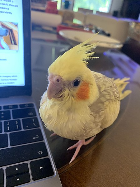How To Choose Your Cockatiel’s Toys – Parrot Hub