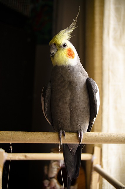 Cockatiel Training – Parrot Hub