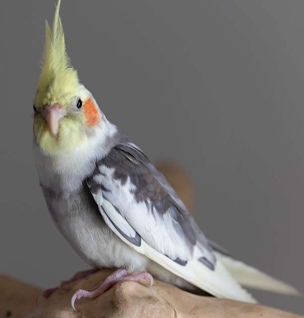 Cockatiel Price – Parrot Hub