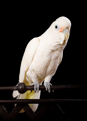 Cockatoo – Parrot Hub