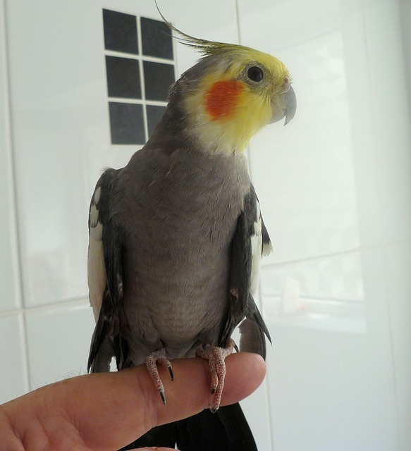The Key To A Happy Cockatiel — Socialization! – Parrot Hub