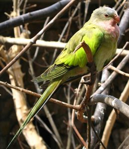 Princess parrots – Parrot Hub