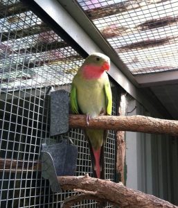 Princess parrots – Parrot Hub